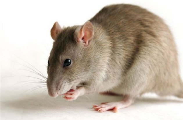 Principais doenças transmitidas pelos ratos